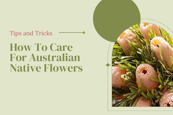Grow & Thrive: How to Properly Care for Australian Native Flowers