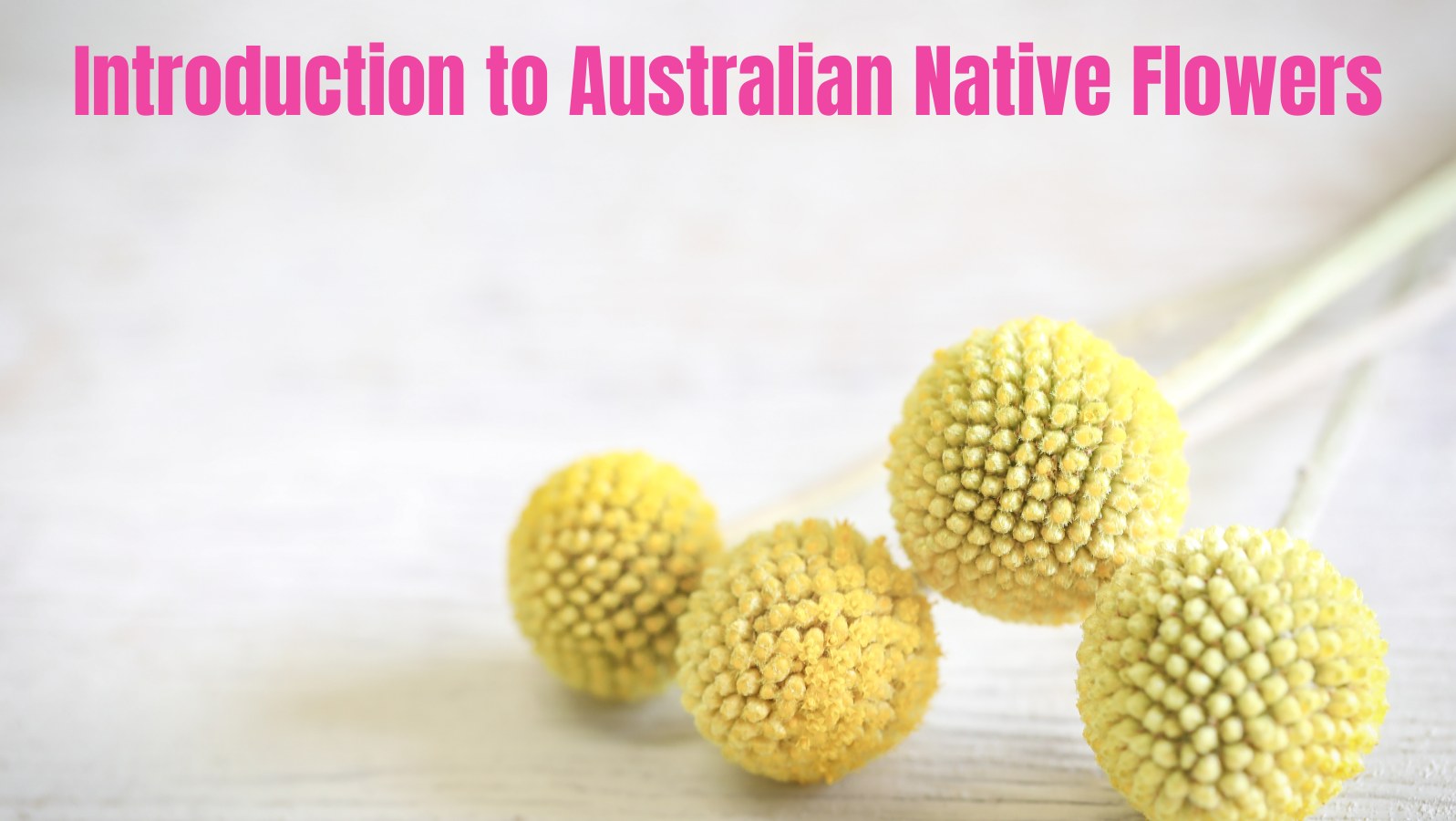 Introduction to Australian Native Flowers
