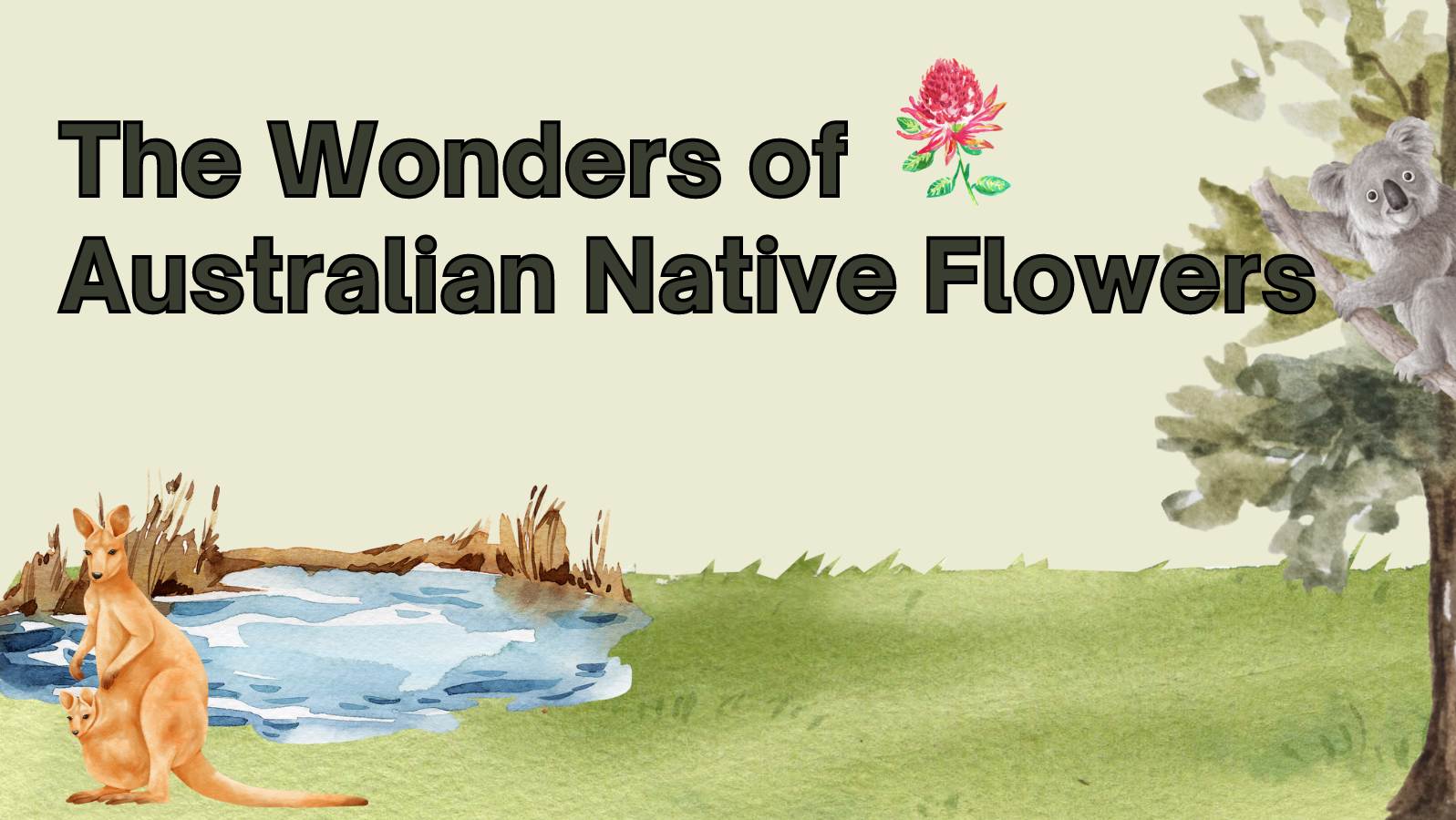 Australian Native Flower Guide: by Lily's Florist