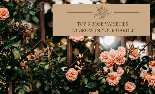 Top 6 Rose Varieties to Grow in Your Garden - by Lily's Florist